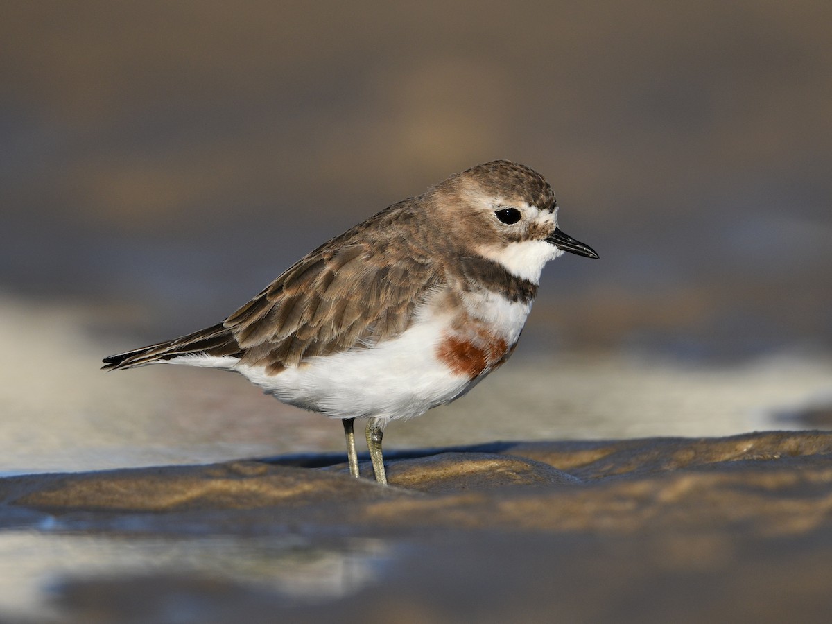 Double-banded Plover - Anarhynchus bicinctus - Birds of the World