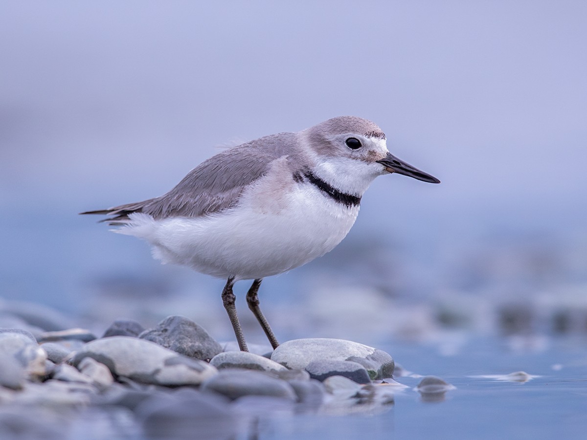 Wrybill - Anarhynchus frontalis - Birds of the World