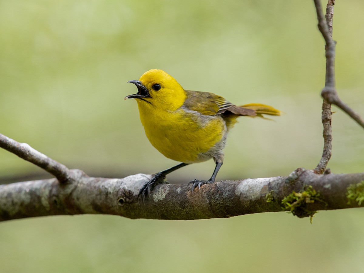 Yellowhead - Mohoua ochrocephala - Birds of the World