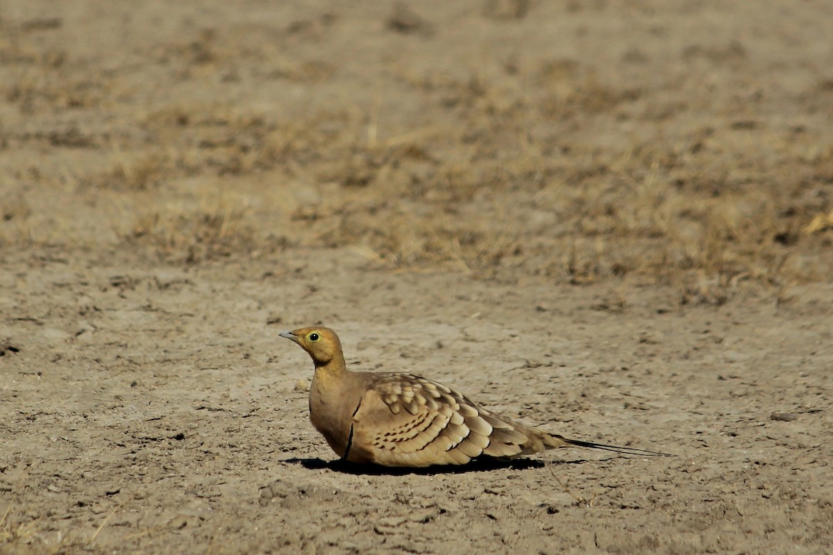 eBird India Checklist - 29 Jan 2022 - Little Rann of Kachchh - 76 species
