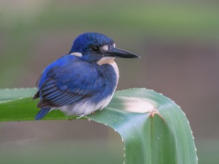 Little Kingfisher - Ceyx pusillus - Birds of the World