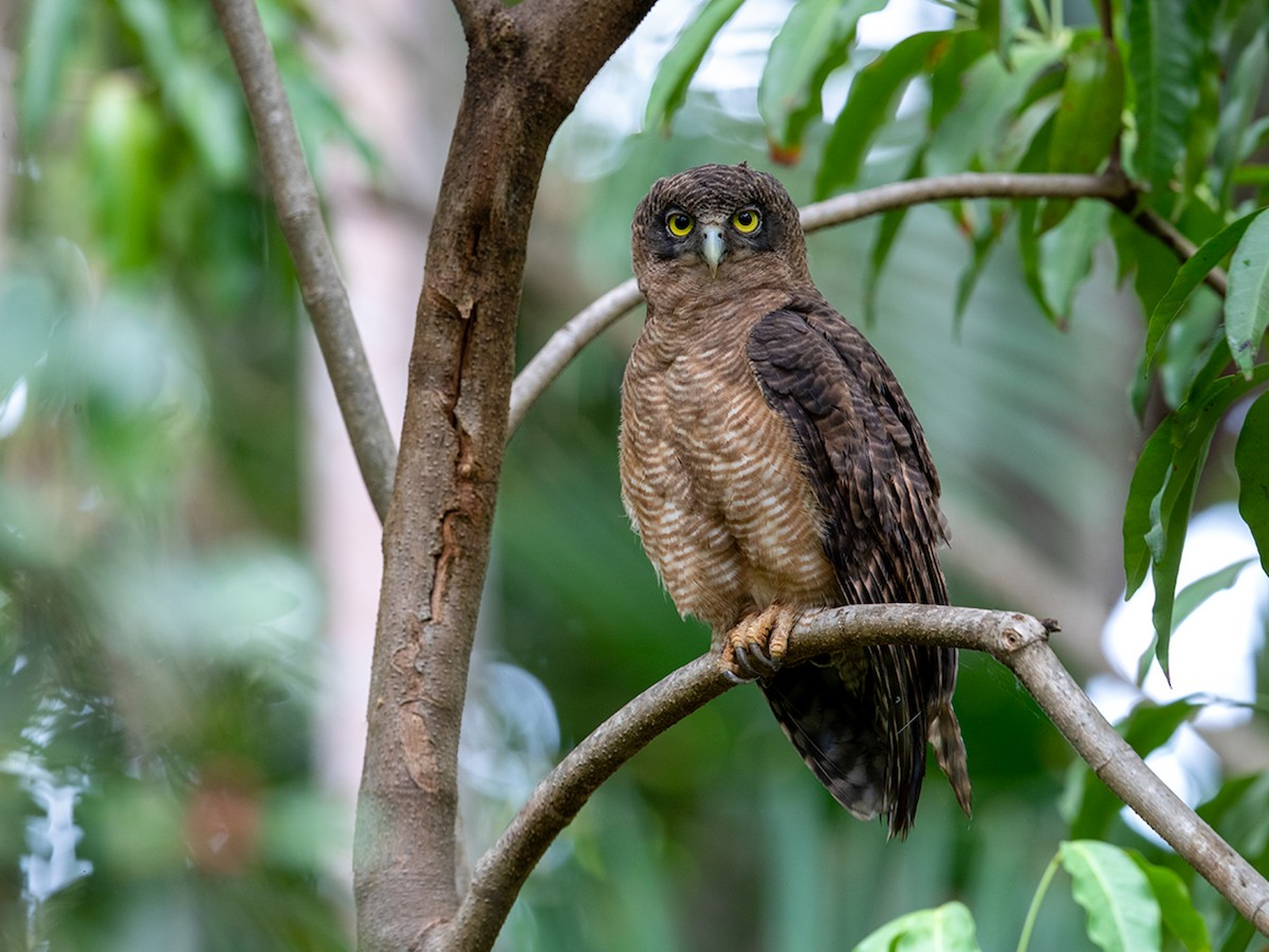 Rufous Owl - Ninox rufa - Birds of the World