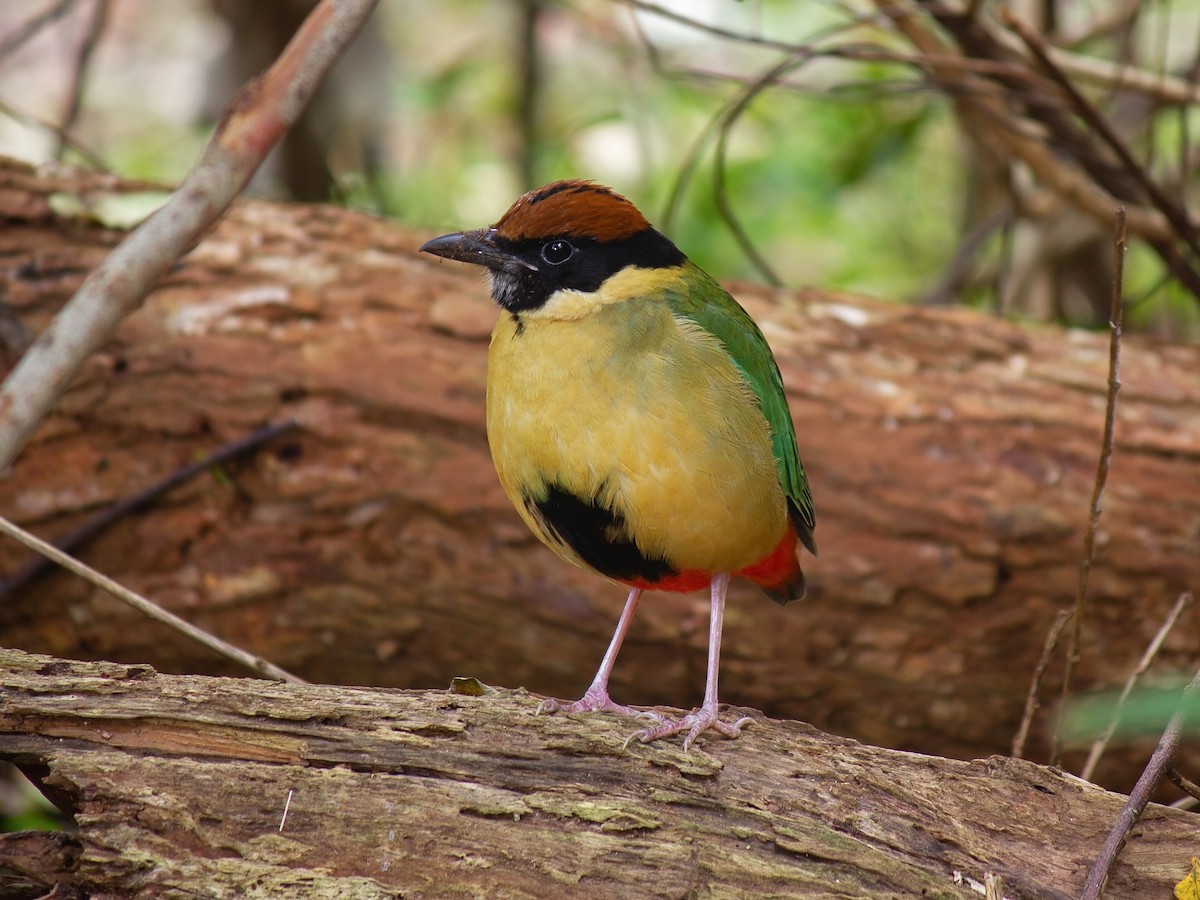 Noisy Pitta - Pitta versicolor - Birds of the World