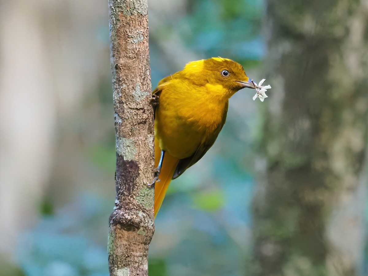 Golden Bowerbird - Prionodura newtoniana - Birds of the World