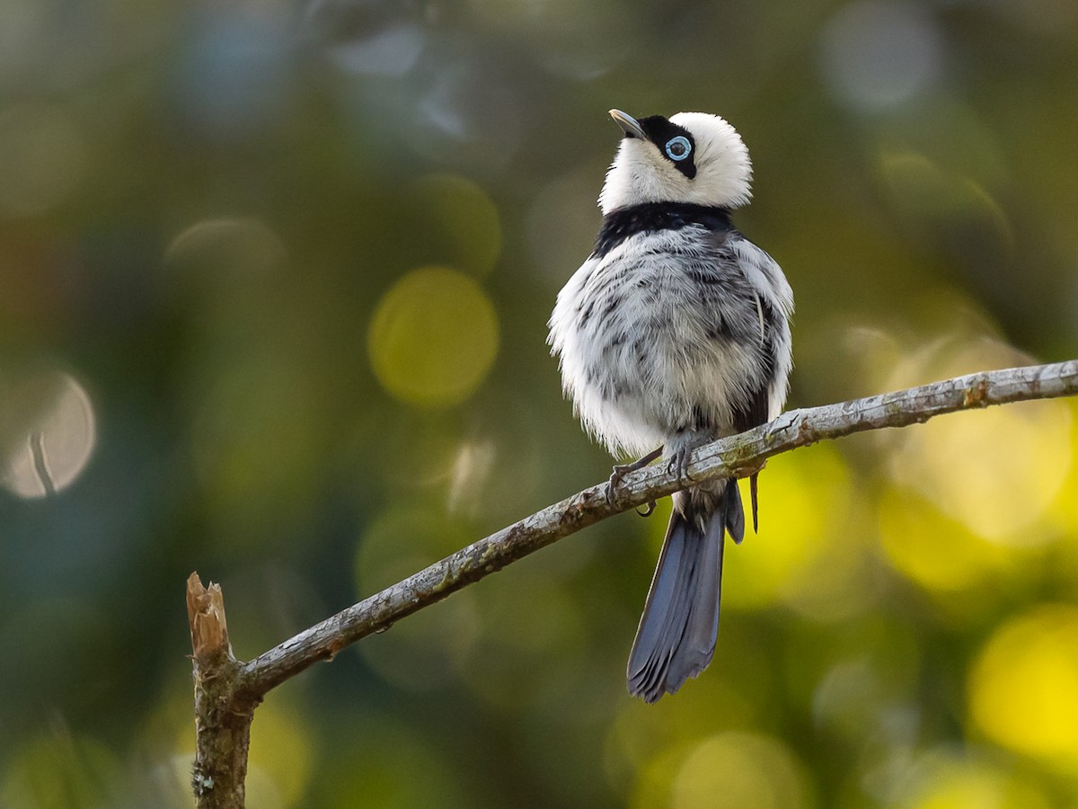 Pied Monarch - Arses kaupi - Birds of the World