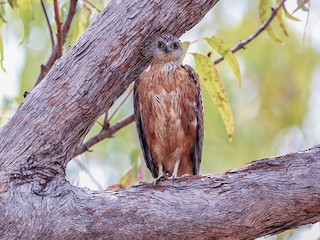 Red Goshawk - Erythrotriorchis radiatus - Birds of the World