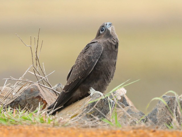Photos - Black Falcon - Falco subniger - Birds of the World