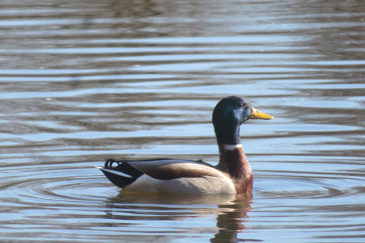 eBird Checklist - 11 Feb 2022 - Silver Lake Park/Nature Center - 25 ...