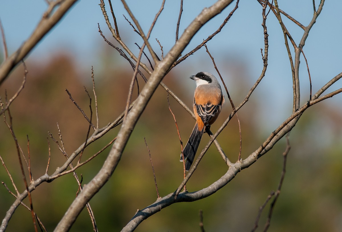eBird Taiwan Checklist - 2 Dec 2016 - Binjiang Park 濱江公園 - 18 species