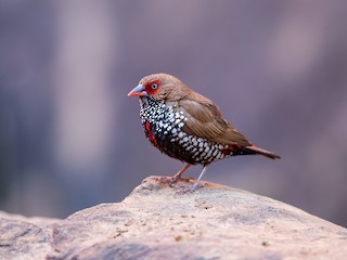 Painted Firetail - Emblema pictum - Birds of the World