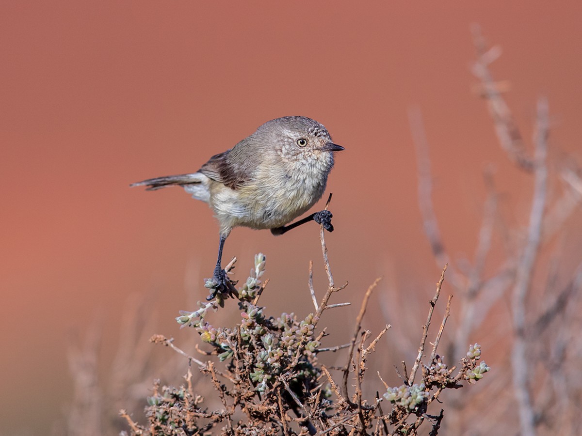 Slender-billed Thornbill - Acanthiza iredalei - Birds of the World