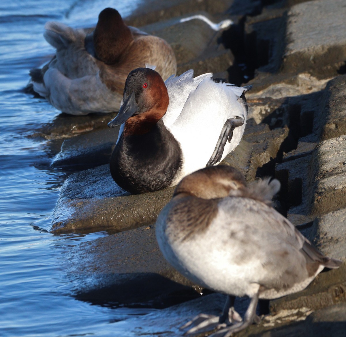 eBird Checklist - 11 Feb 2022 - Worlds Fair Marina, Flushing - 10 species