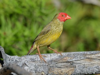 Star Finch - Emblema ruficauda - Birds of the World