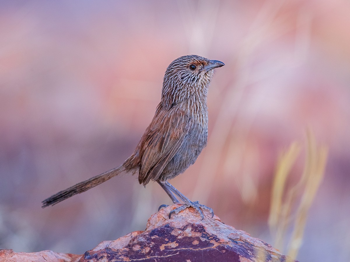 Kalkadoon Grasswren - Amytornis ballarae - Birds of the World
