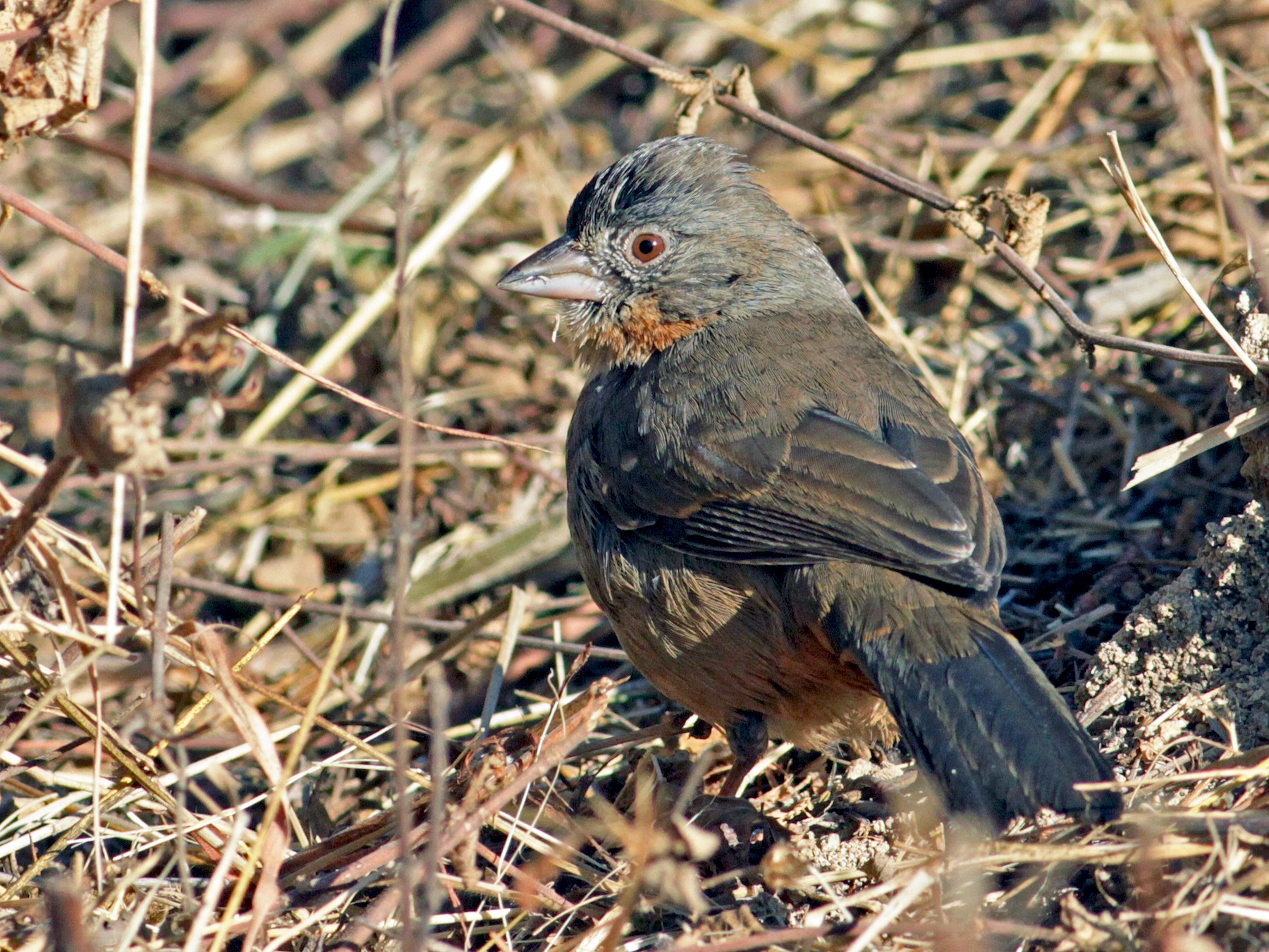 Toquí Oaxaqueño - eBird