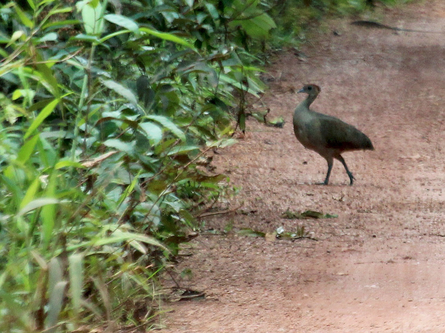 Gallina de Monte - eBird