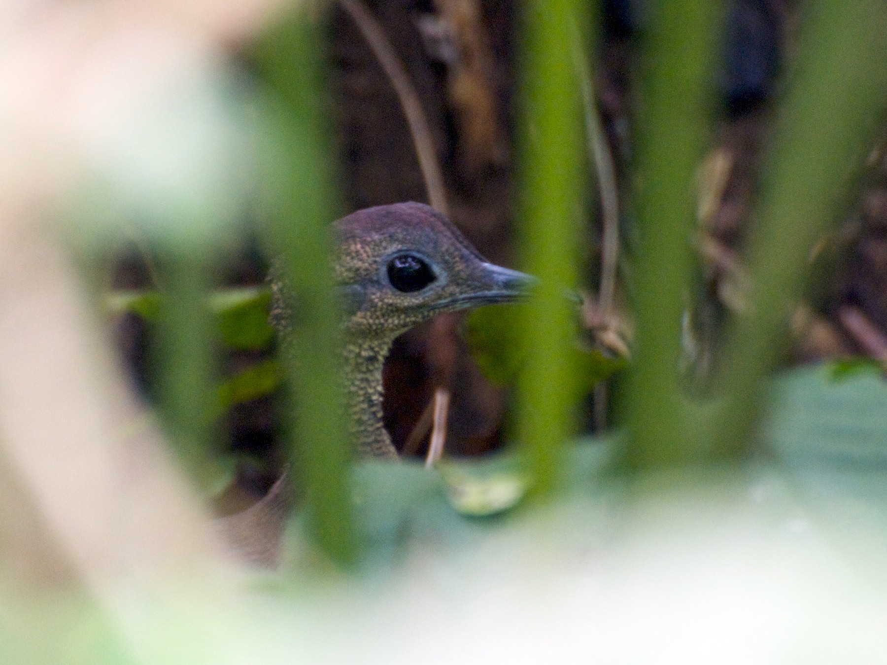 Great Tinamou - eBird