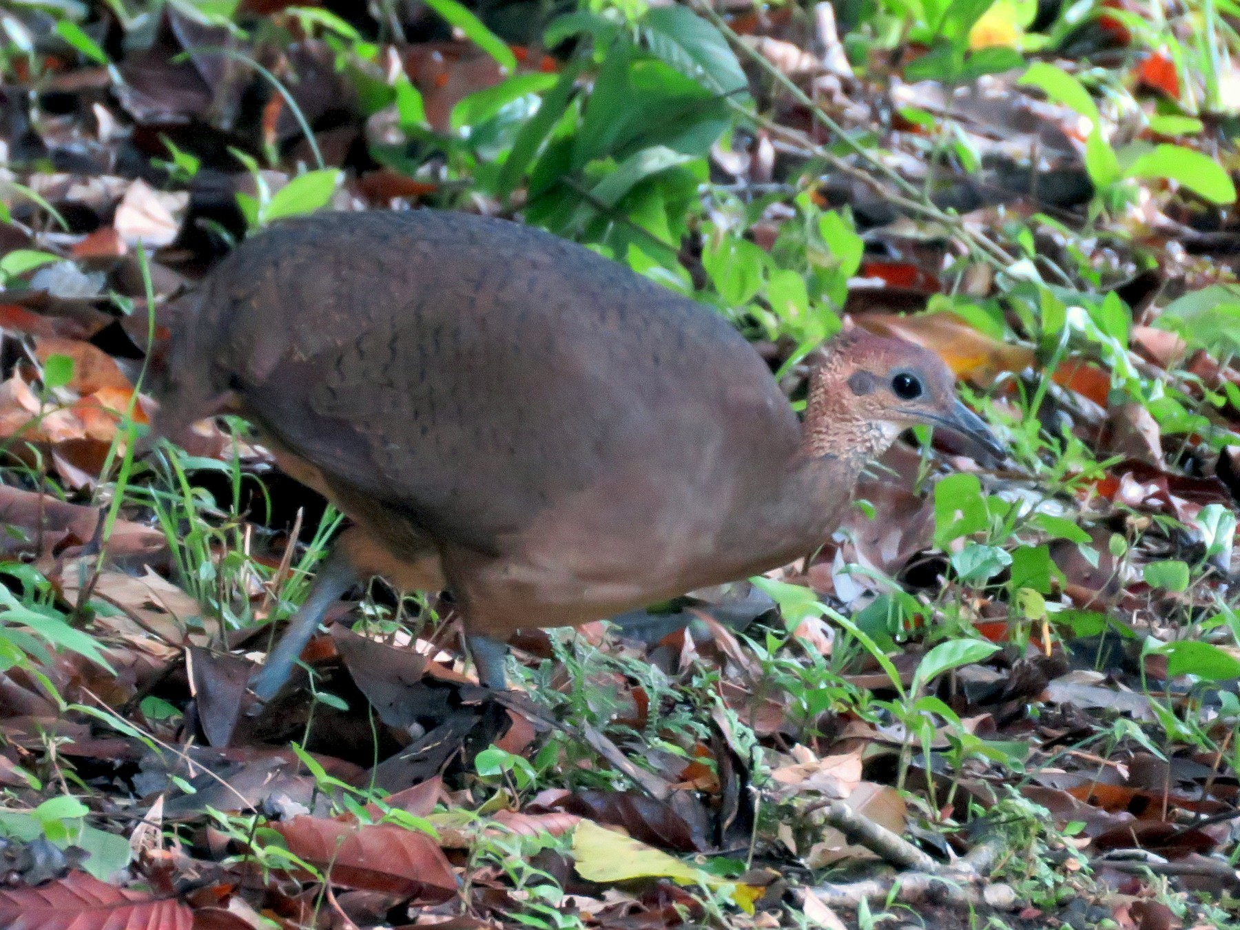 Great Tinamou - eBird
