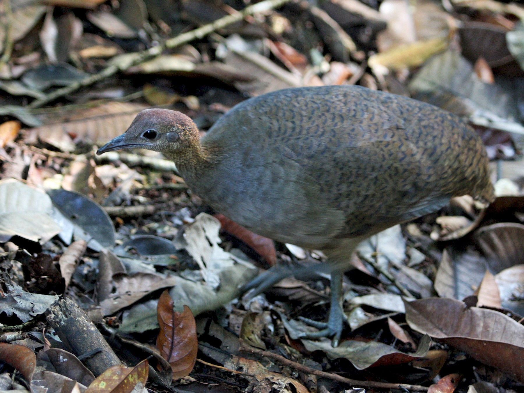 Great Tinamou - eBird