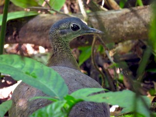 Great Tinamou - eBird