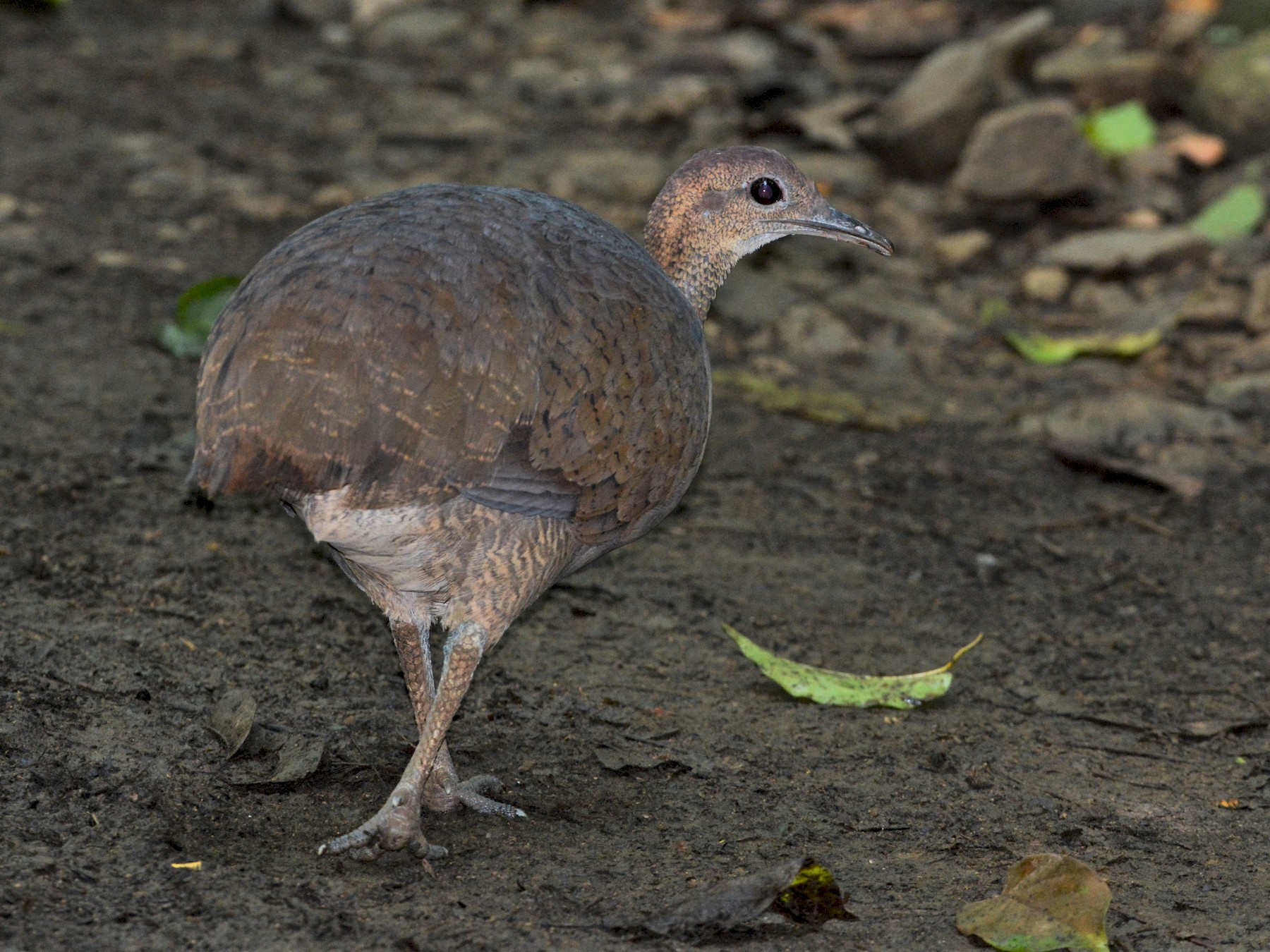 Great Tinamou - eBird
