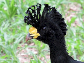 Great Curassow - eBird