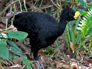 Great Curassow - eBird