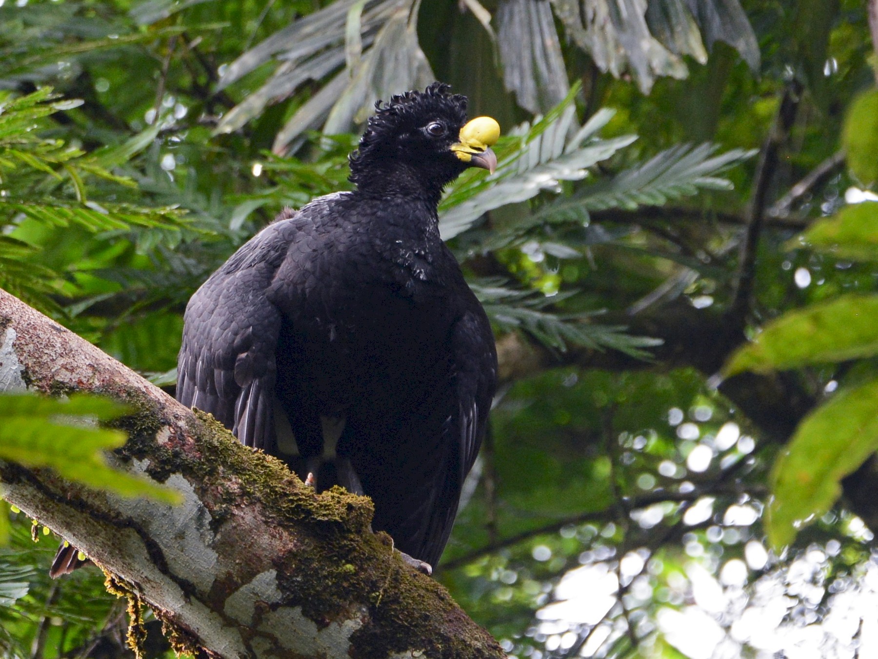 Hocofaisán - eBird