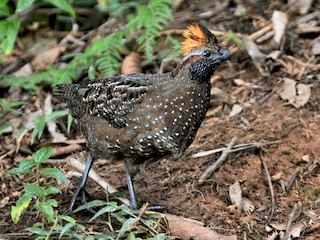 Spotted Wood-Quail - eBird