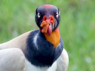 Zopilote Rey - eBird