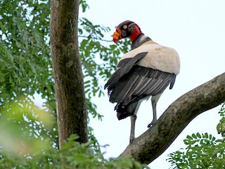 Zopilote Rey - eBird