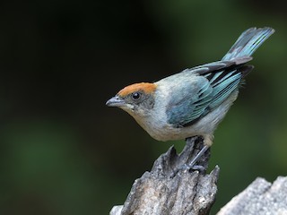 Scrub Tanager - Stilpnia vitriolina - Birds of the World
