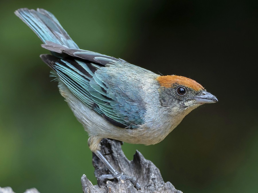 Scrub Tanager - eBird
