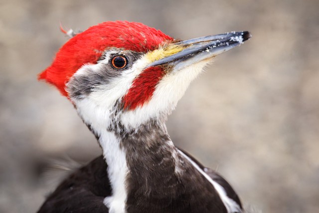 Red Headed Pileated Woodpecker