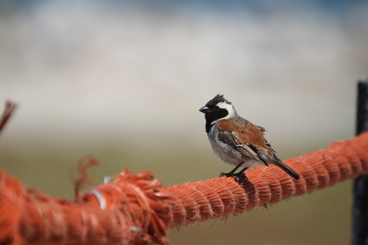 Cape Sparrow - Passer melanurus - Birds of the World