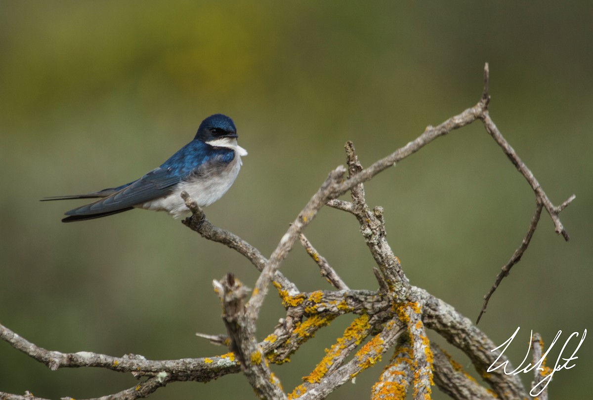 Pearl-breasted Swallow - Hirundo dimidiata - Birds of the World