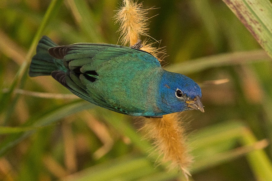 Azulillo Índico x Sietecolores (híbrido) - eBird