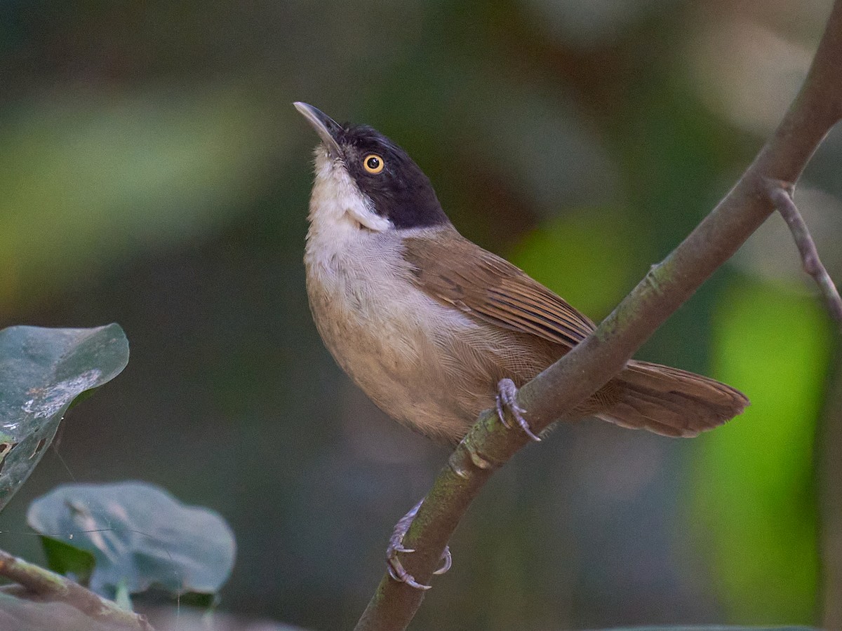 Dark-fronted Babbler - Dumetia atriceps - Birds of the World