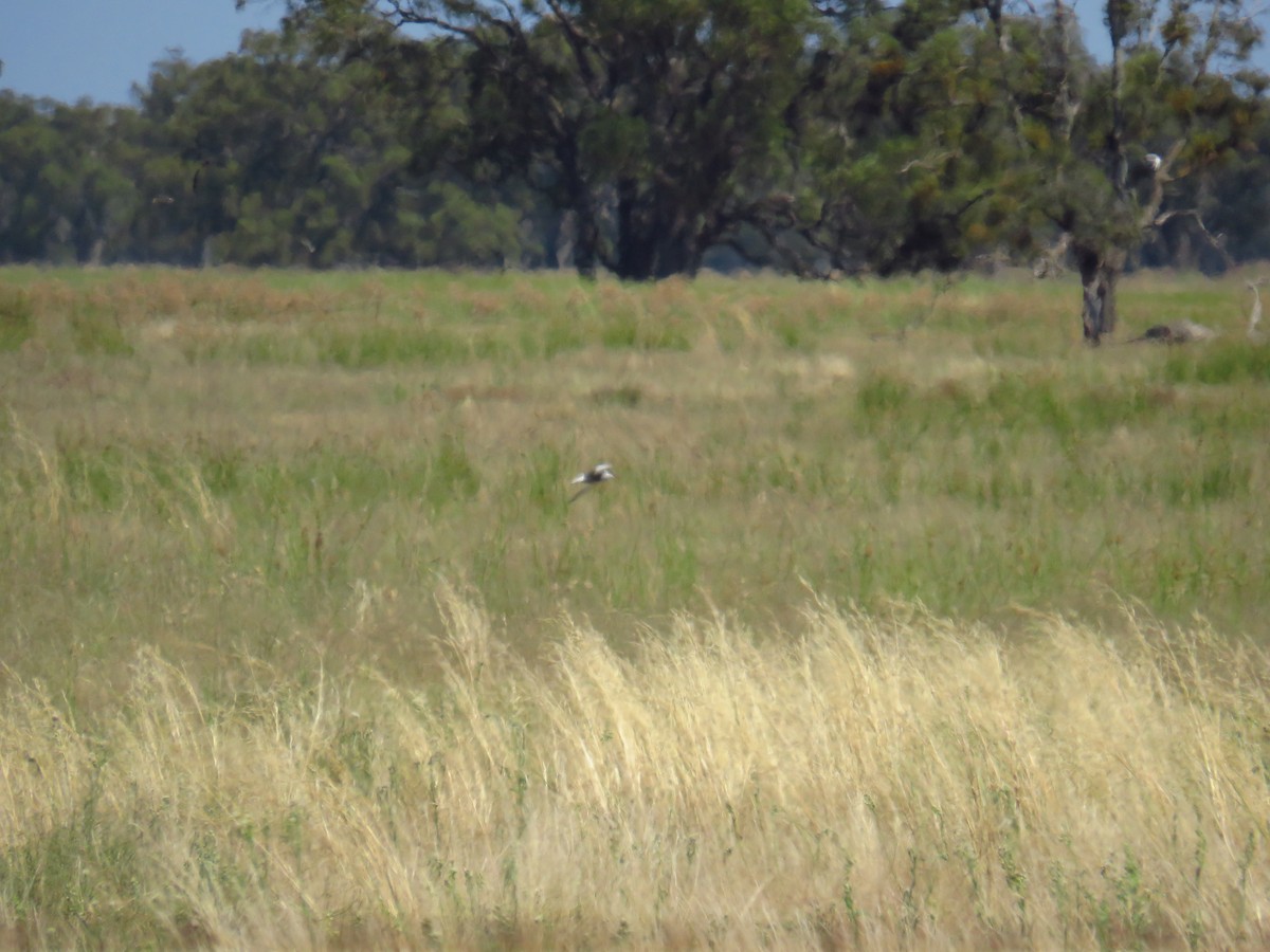 eBird Checklist - 13 Feb 2022 - Lake Cowal - 54 species