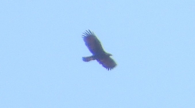 eBird Checklist - 13 Feb 2022 - Spring Mountain Ranch SP - 31 species