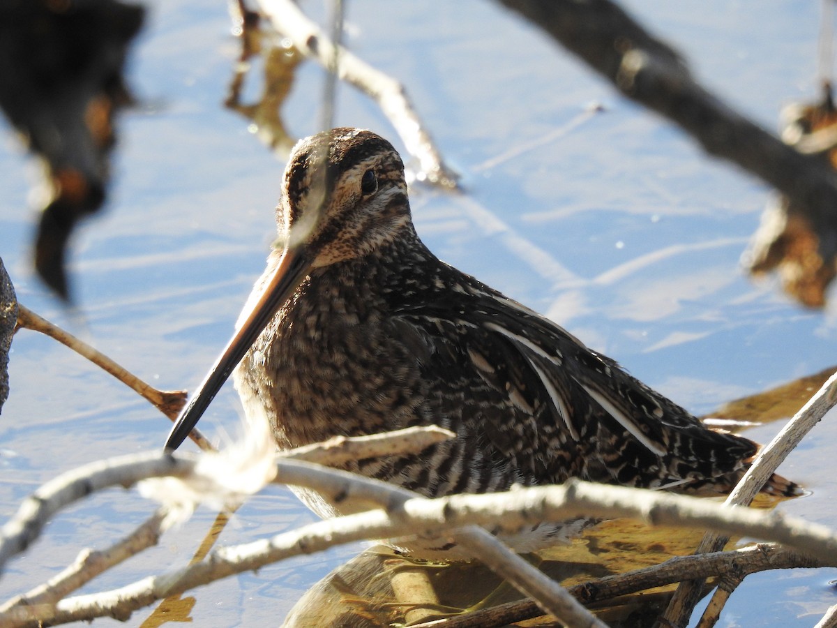 eBird Checklist - 13 Feb 2022 - Riparian Preserve at Gilbert Water ...