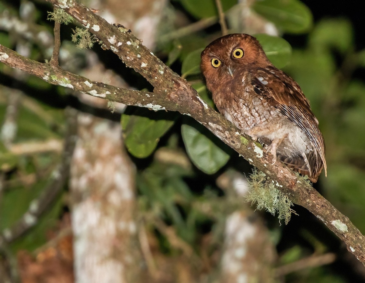 ML416036811 - Santa Marta Screech-Owl - Macaulay Library
