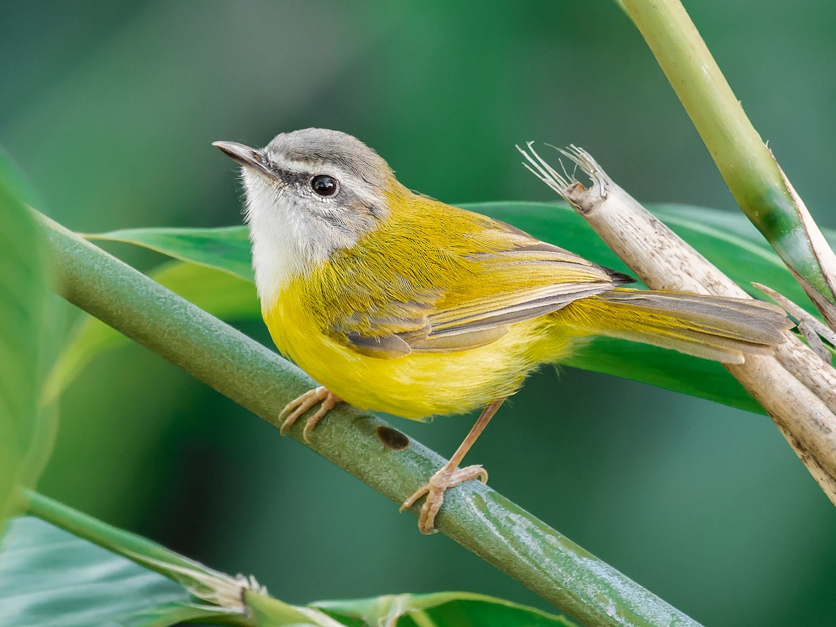 Yellow-bellied Warbler - Abroscopus superciliaris - Birds of the World