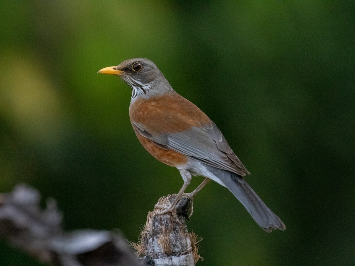 Rufous-backed Robin - Turdus rufopalliatus - Birds of the World
