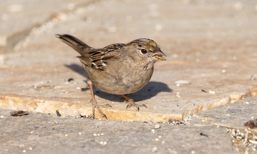 Zonotrichia sp. - eBird