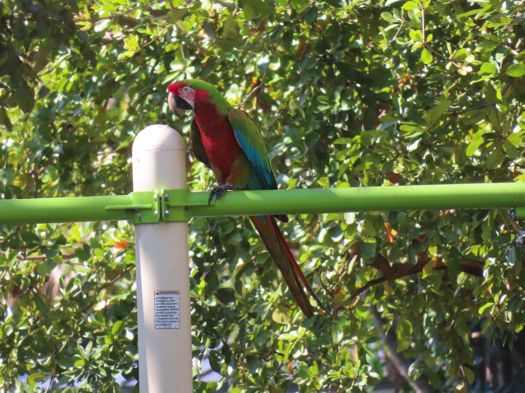 Blue-and-yellow x Scarlet Macaw (hybrid) - eBird