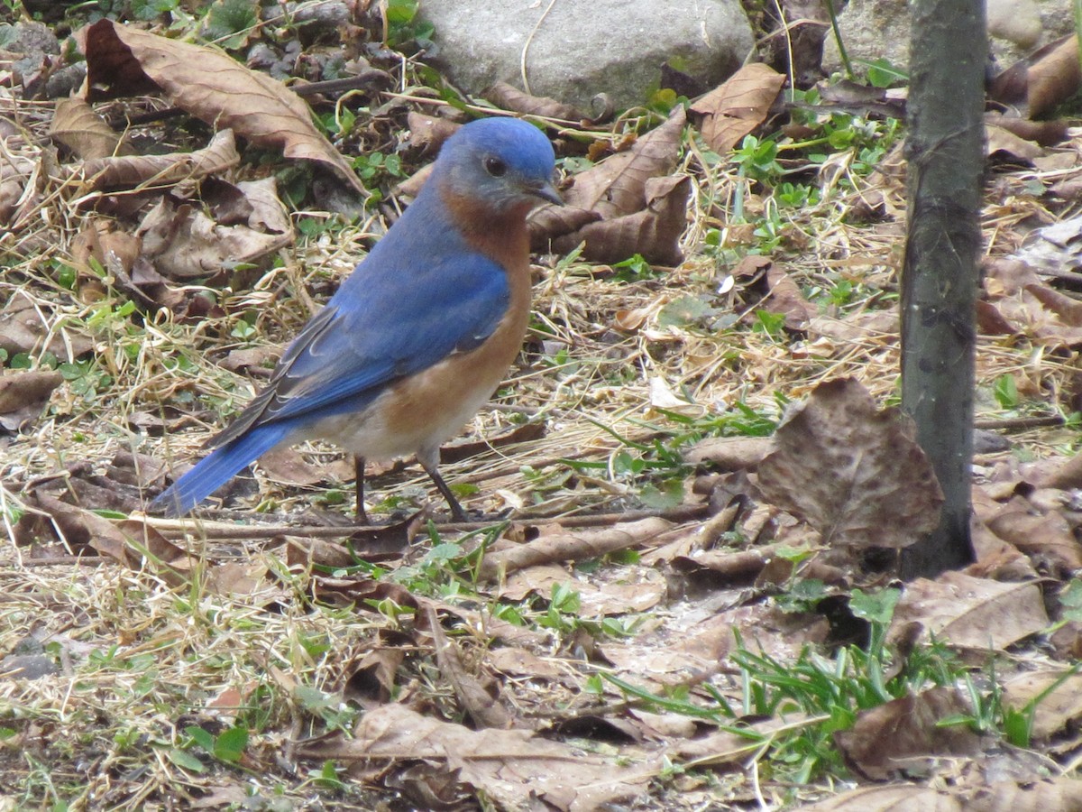 eBird Checklist - 12 Feb 2022 - Talbert's Farm - 19 species