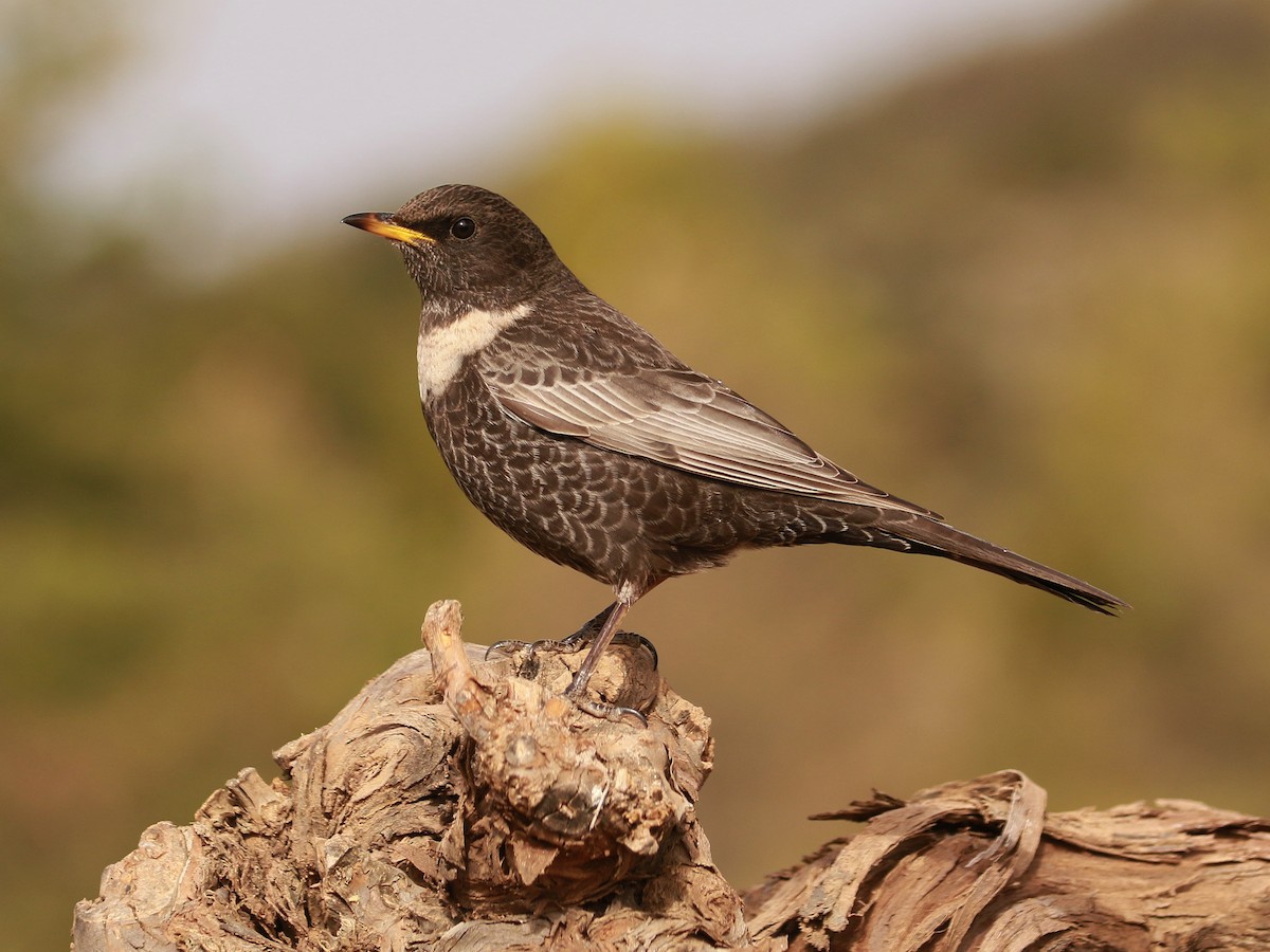 Ring Ouzel - Turdus torquatus - Birds of the World