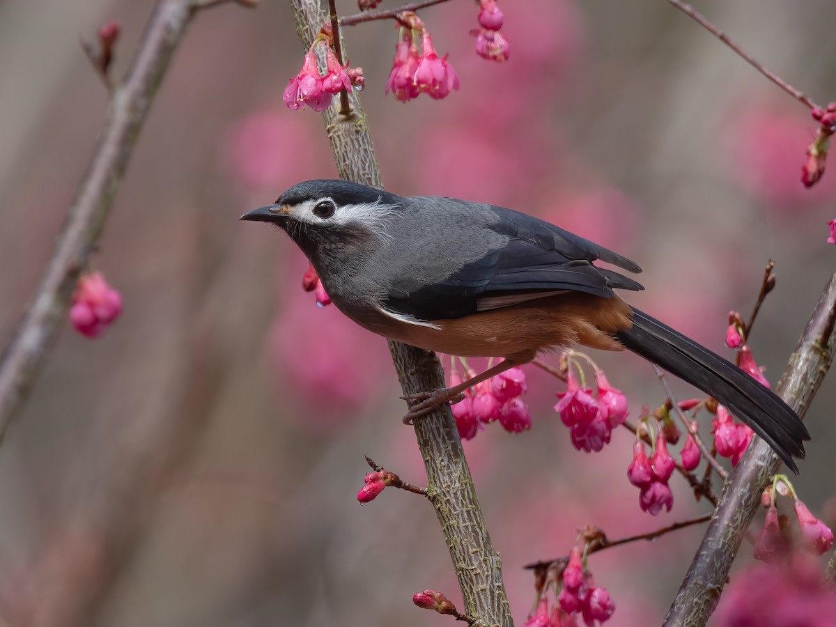White-eared Sibia - Heterophasia auricularis - Birds of the World