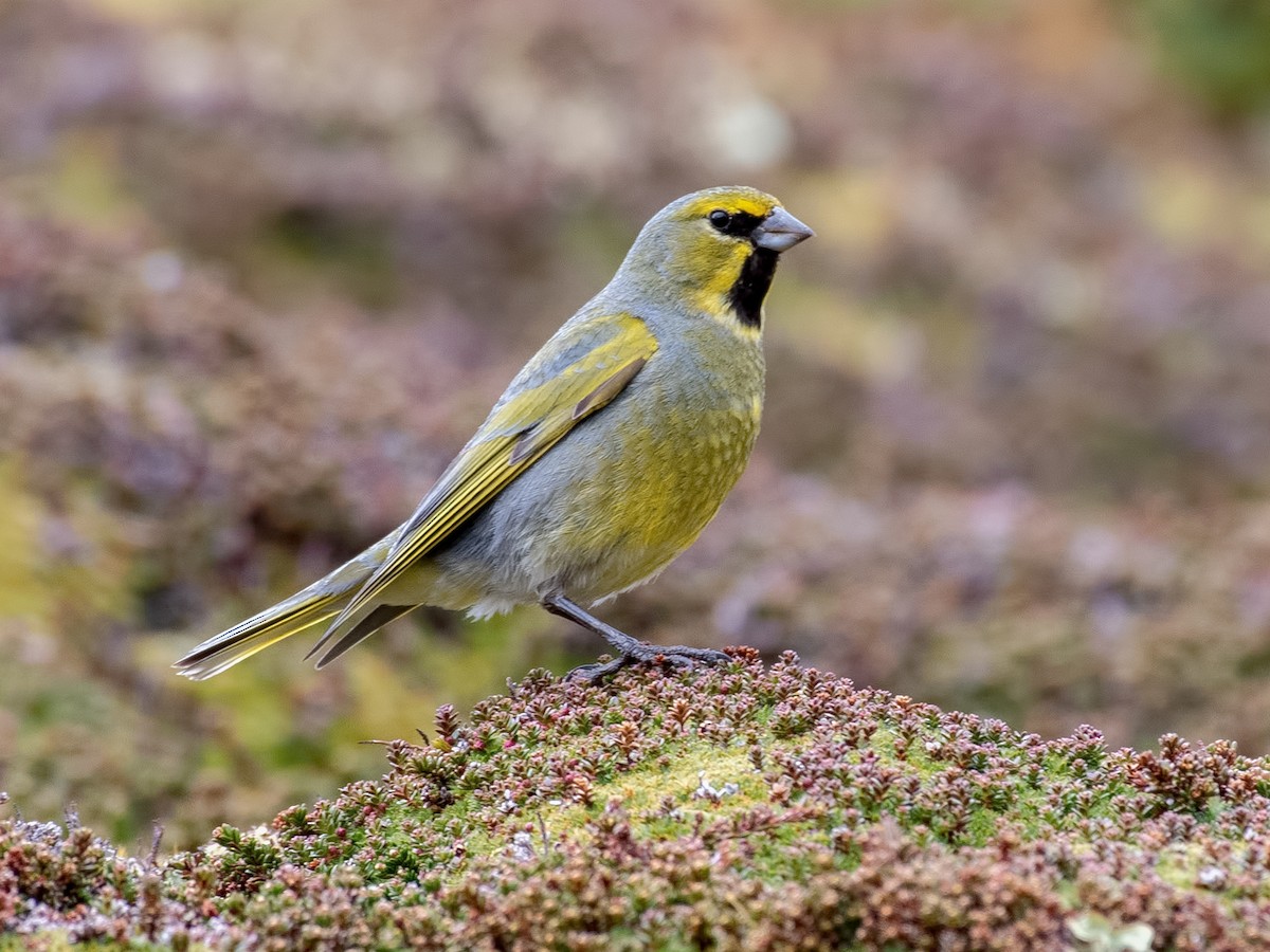 Yellow-bridled Finch - Melanodera xanthogramma - Birds of the World